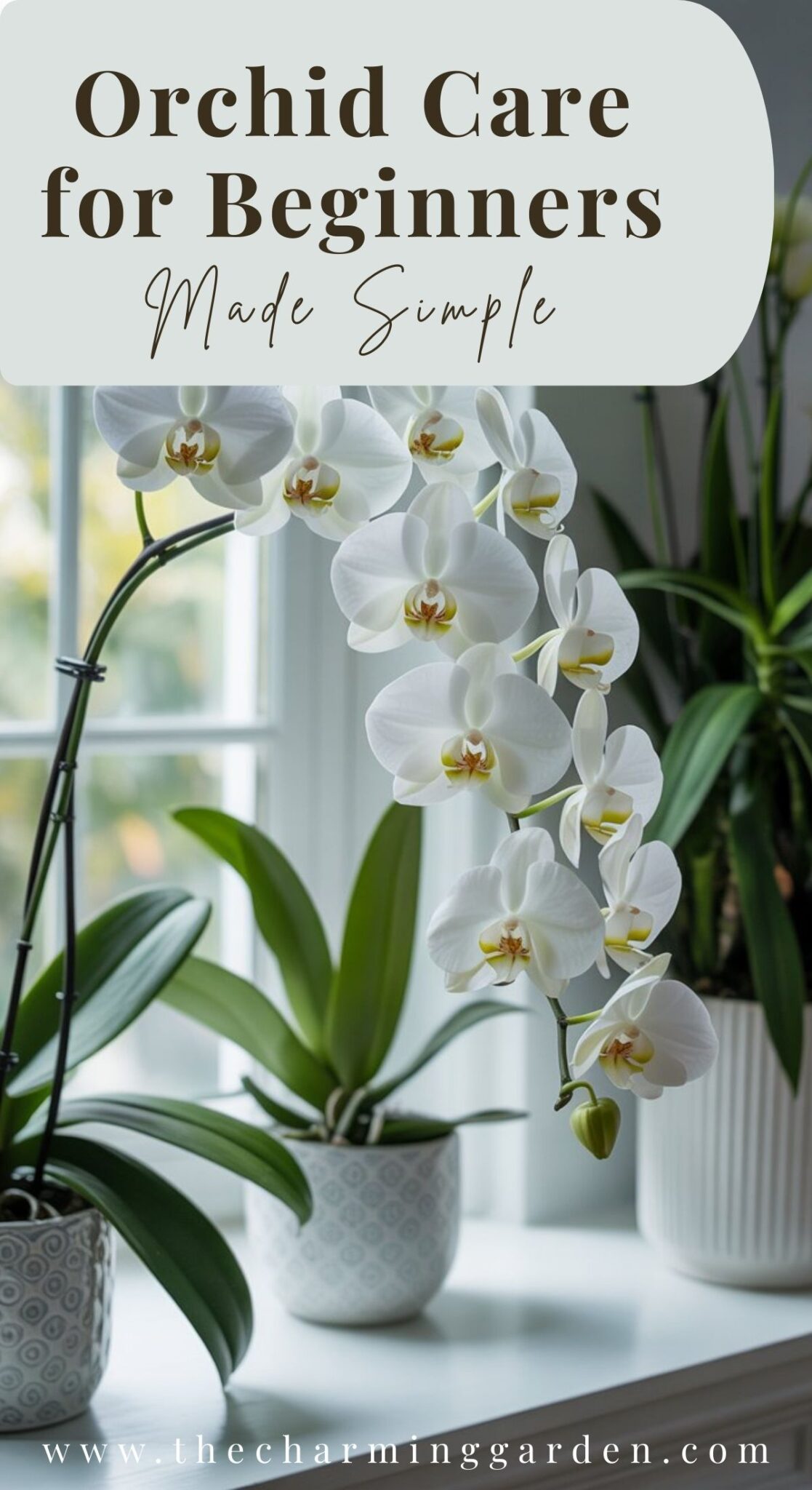 Orchid Care for Beginners: A Simple, Confidence-Building Guide ...